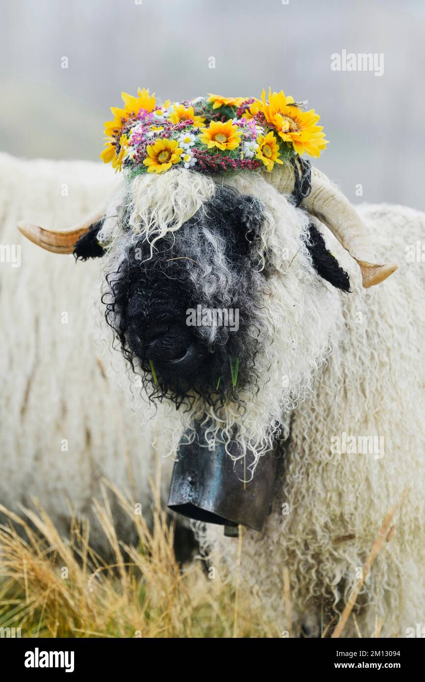Valais black-nosed ewe (Ovis orientalis aries), most beautiful buck ...