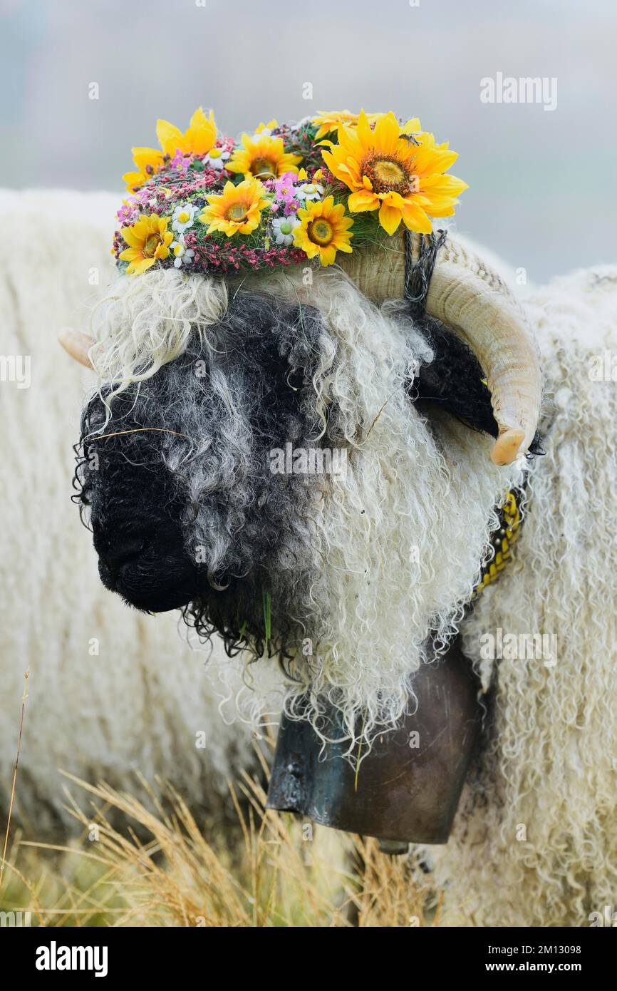 Valais black-nosed ewe (Ovis orientalis aries), most beautiful buck ...