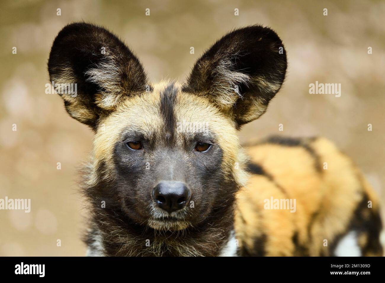 African wild dog (Lycaon pictus pictus), adult, animal portrait ...