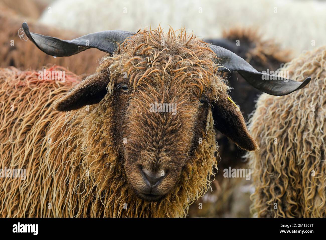 Valais sheep hi-res stock photography and images - Alamy