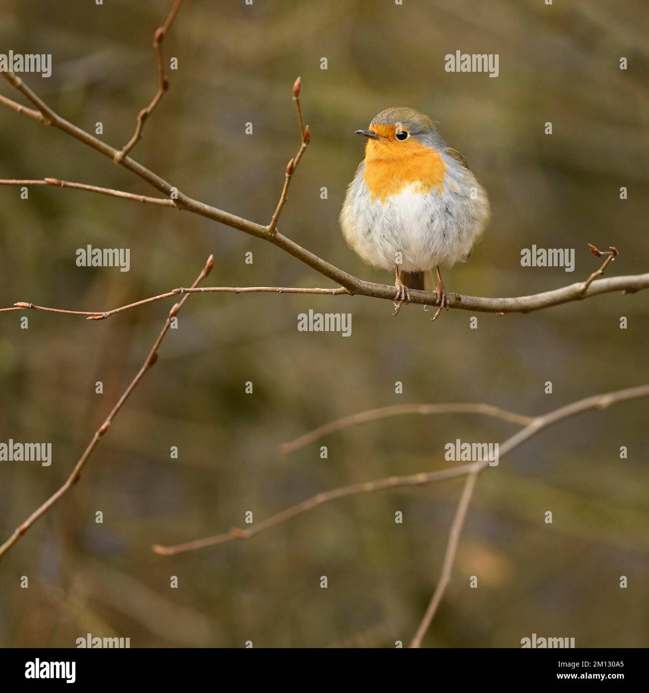 European robin (Erithacus rubecula), sitting on branch, Switzerland ...