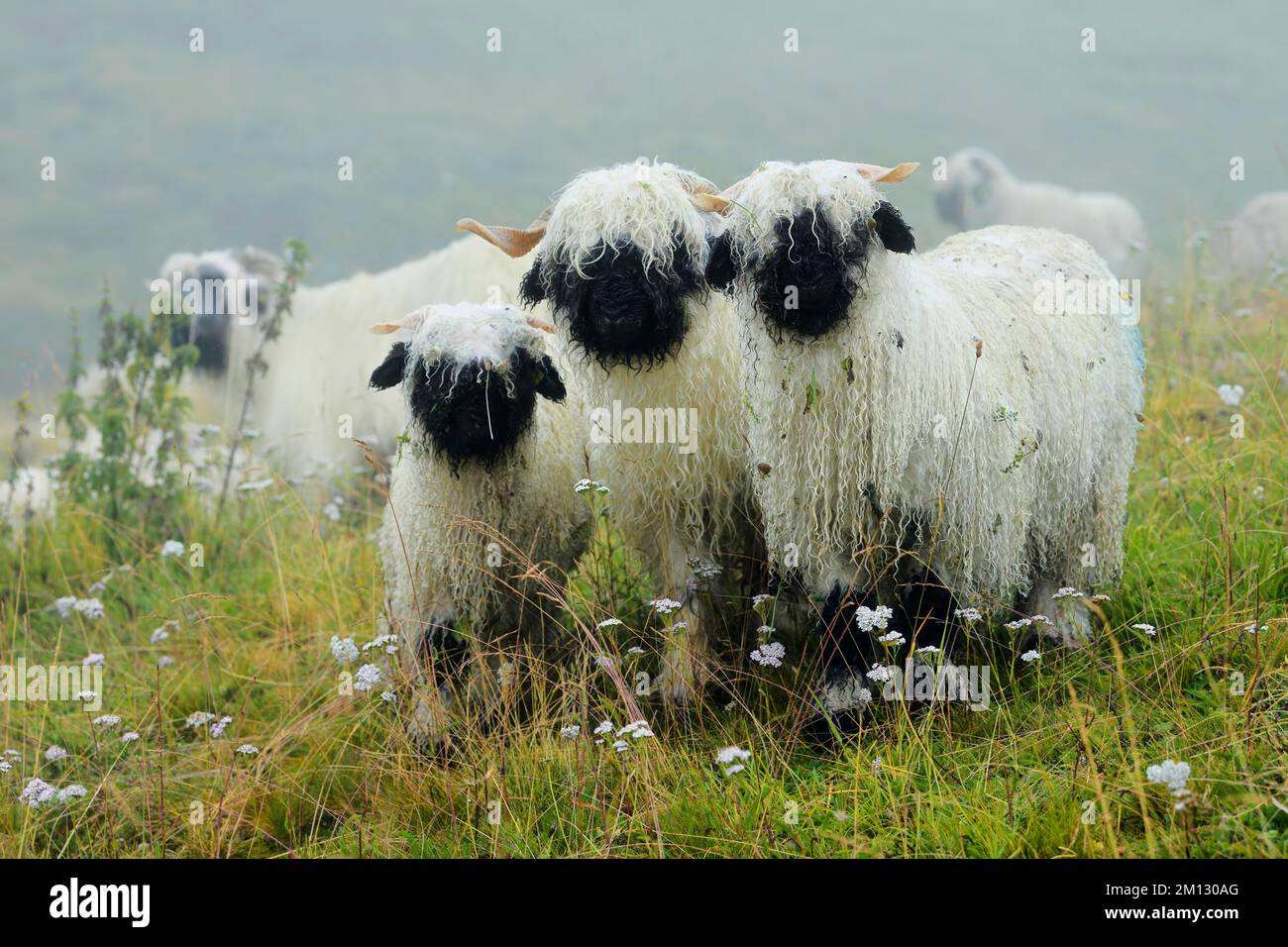 Valais black-nosed domestic sheep (Ovis orientalis aries), standing in ...