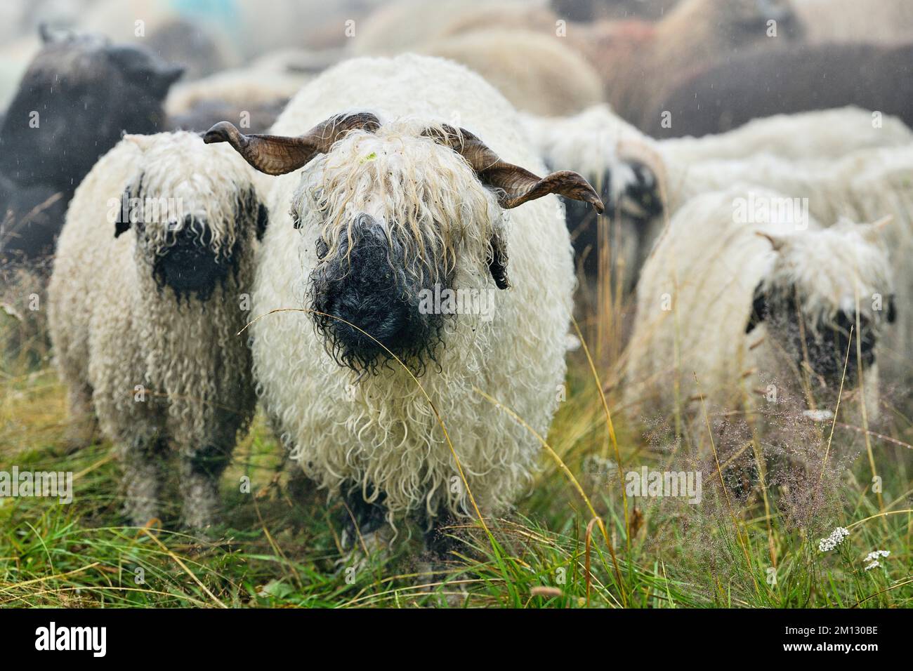 Valais black-nosed domestic sheep (Ovis orientalis aries), standing in ...