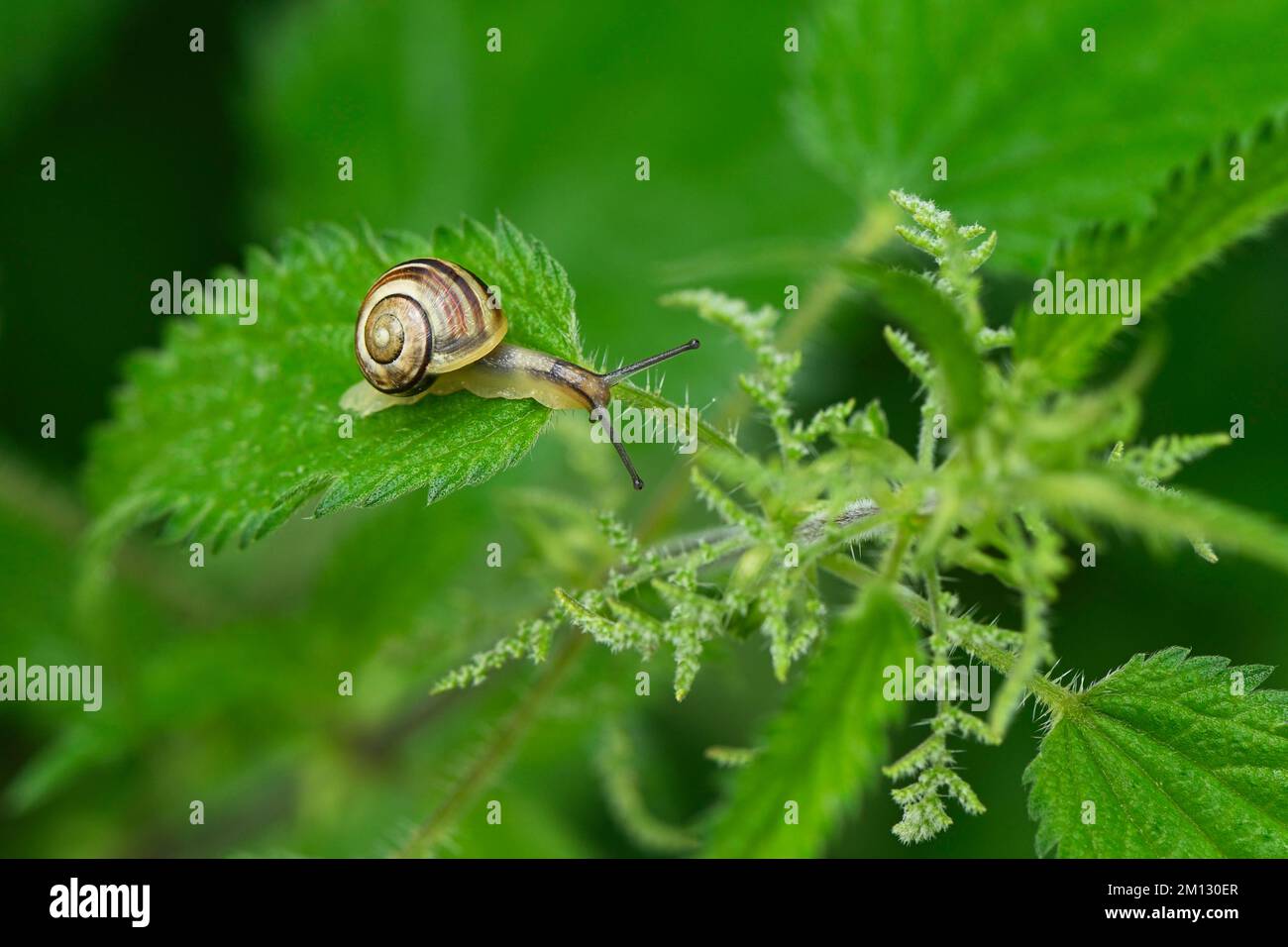 Grove snail (Cepaea nemoralis), Switzerland, Europe Stock Photo - Alamy