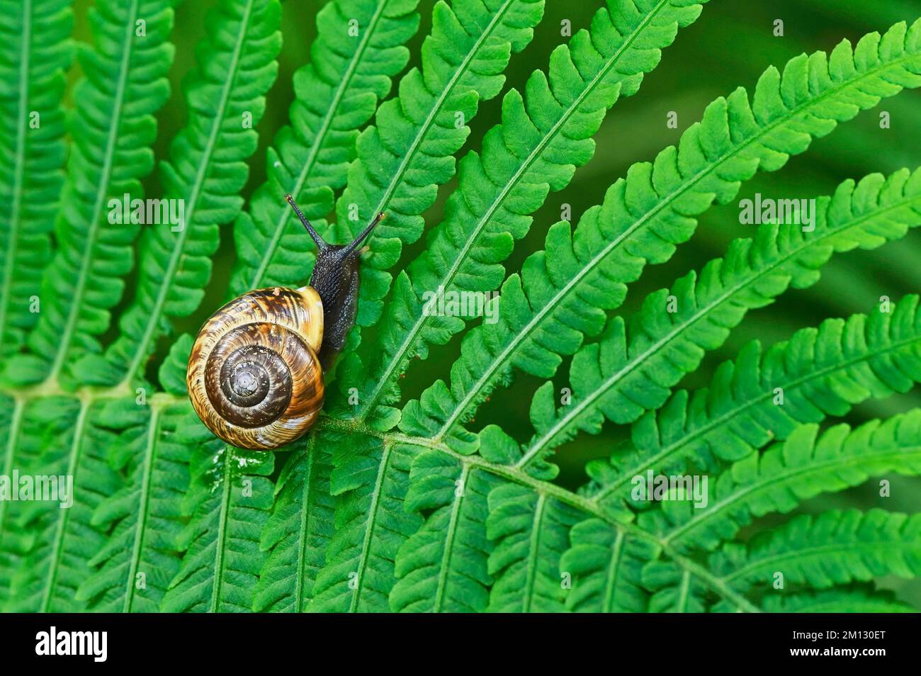 Grove snail (Cepaea nemoralis), Switzerland, Europe Stock Photo - Alamy