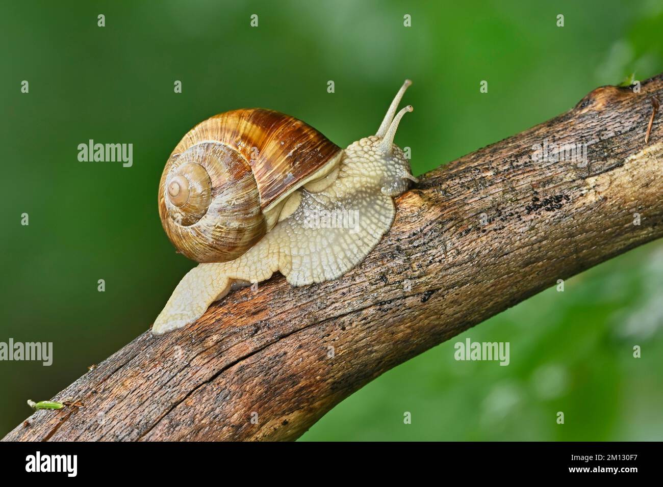 Land snail europe hi-res stock photography and images - Alamy