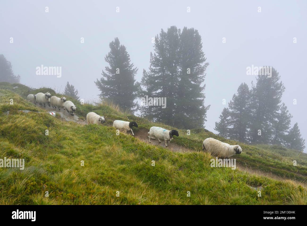 A flock of Valais black-nosed domestic sheep (Ovis orientalis aries ...