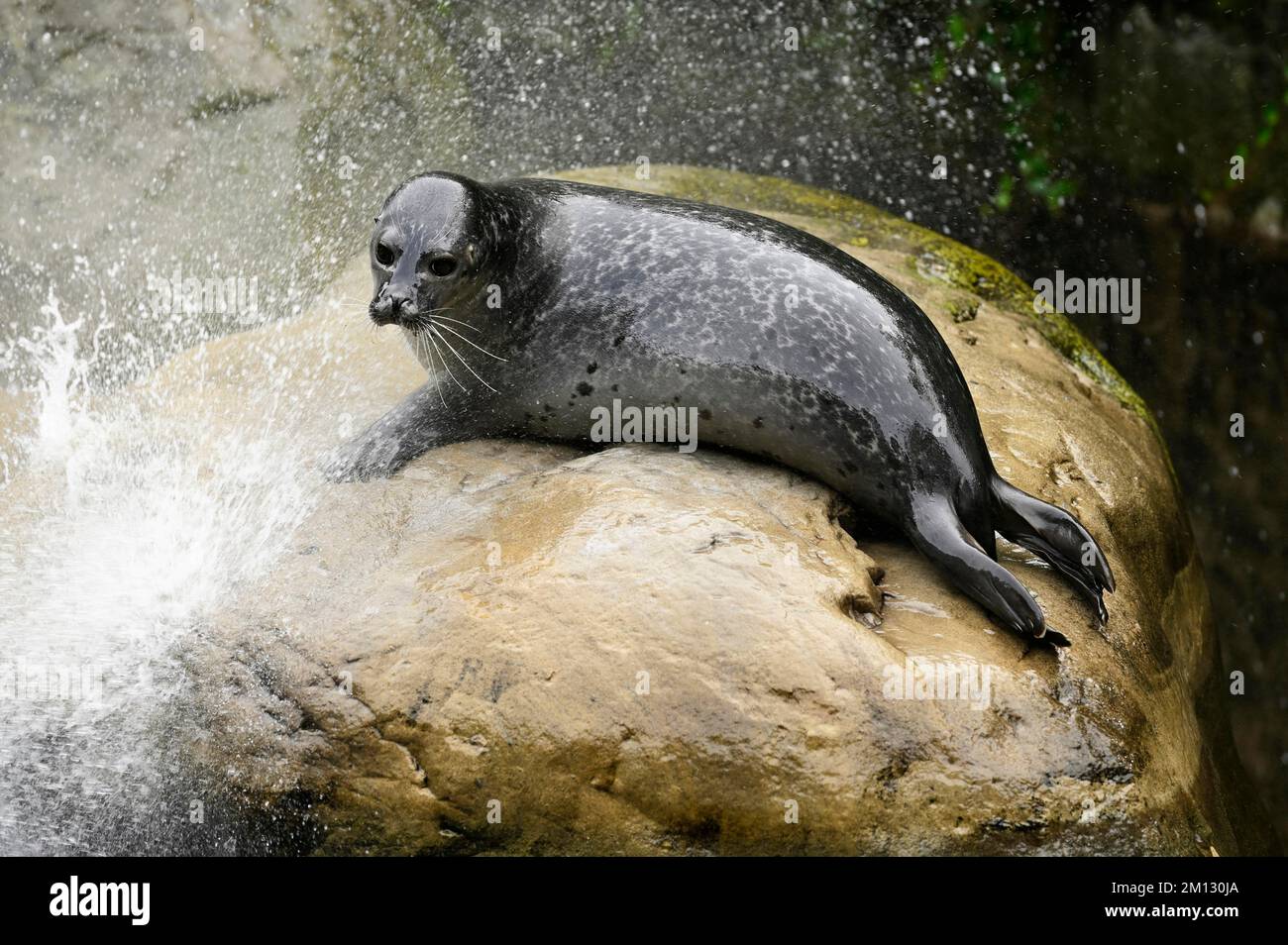 Harbor seal (Phoca vitulina), lying on rock, captive, Switzerland ...
