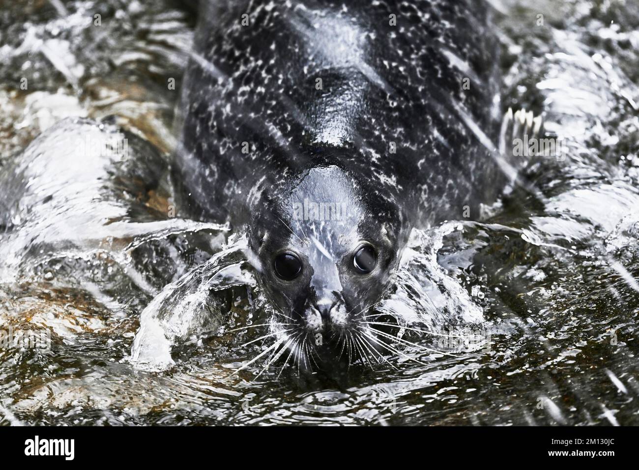 Harbor seal (Phoca vitulina), swimming in the water, captive ...