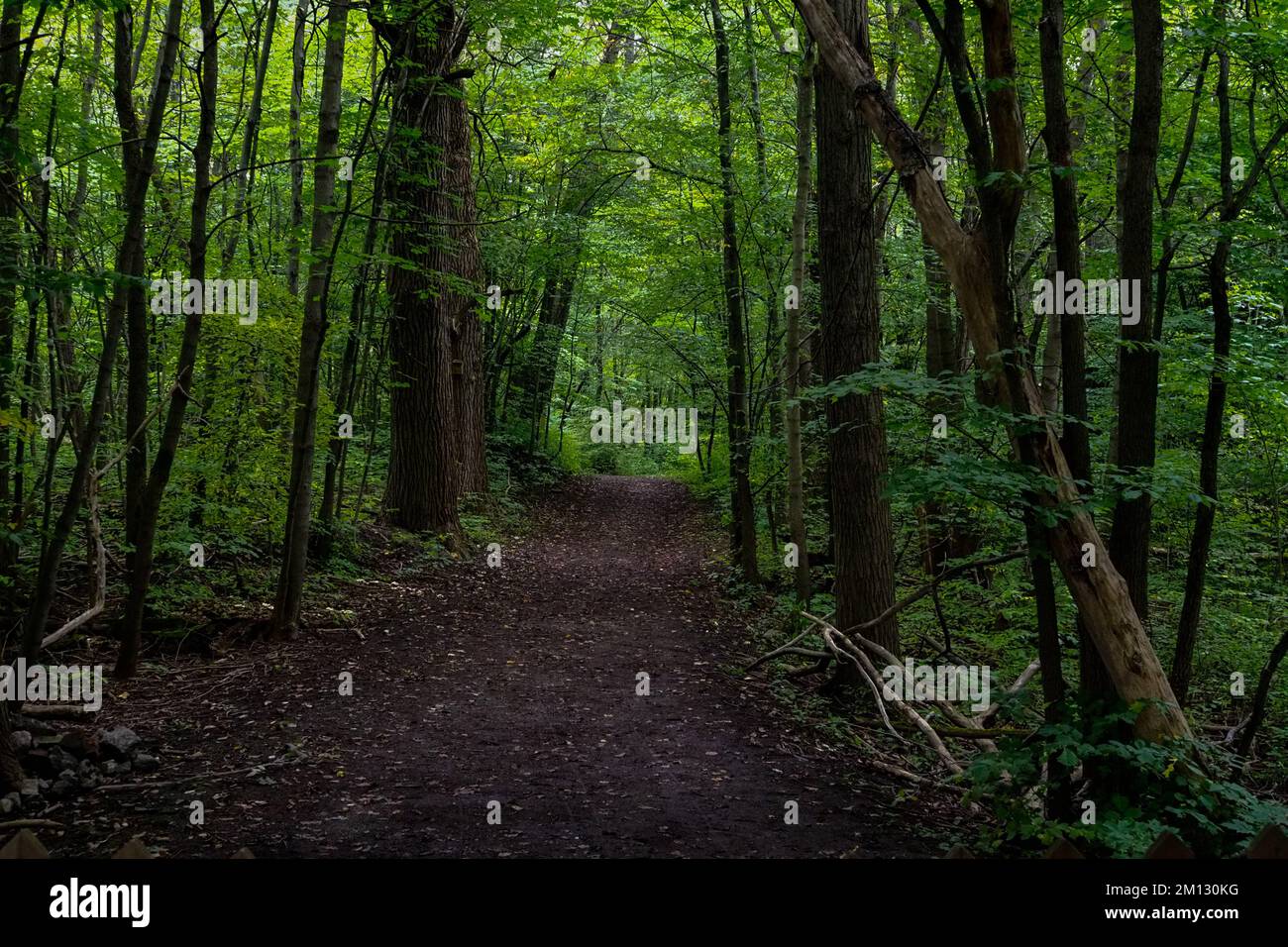 A beautiful nature scene of the forest with a path surrounded by tall ...