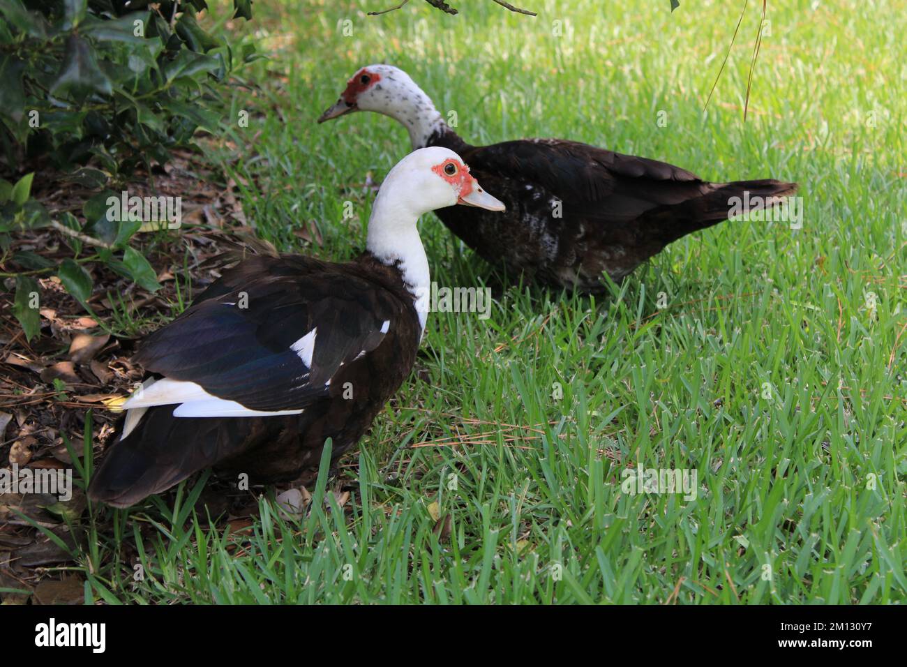 Muscovy Ducks grazing by a pond Stock Photo - Alamy