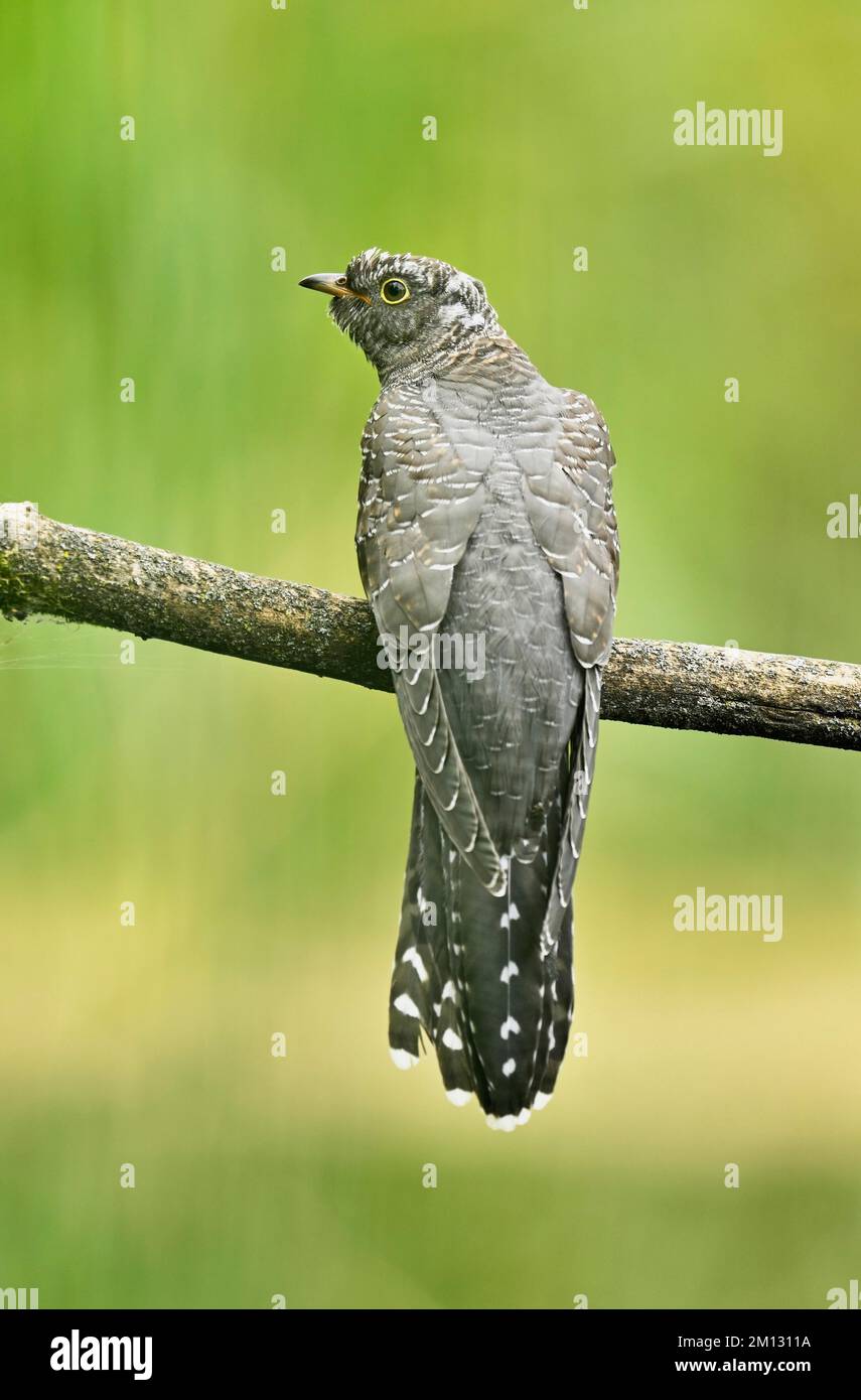 Common cuckoo (Cuculus canorus), young sitting on branch, Fanel, Canton ...