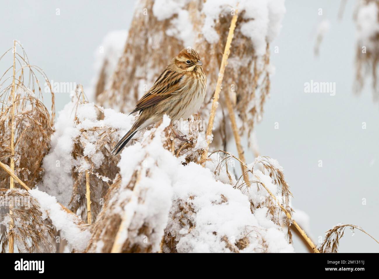 Female Reed Bunting (Emberiza schoeniclus), in winter plumage, sitting ...