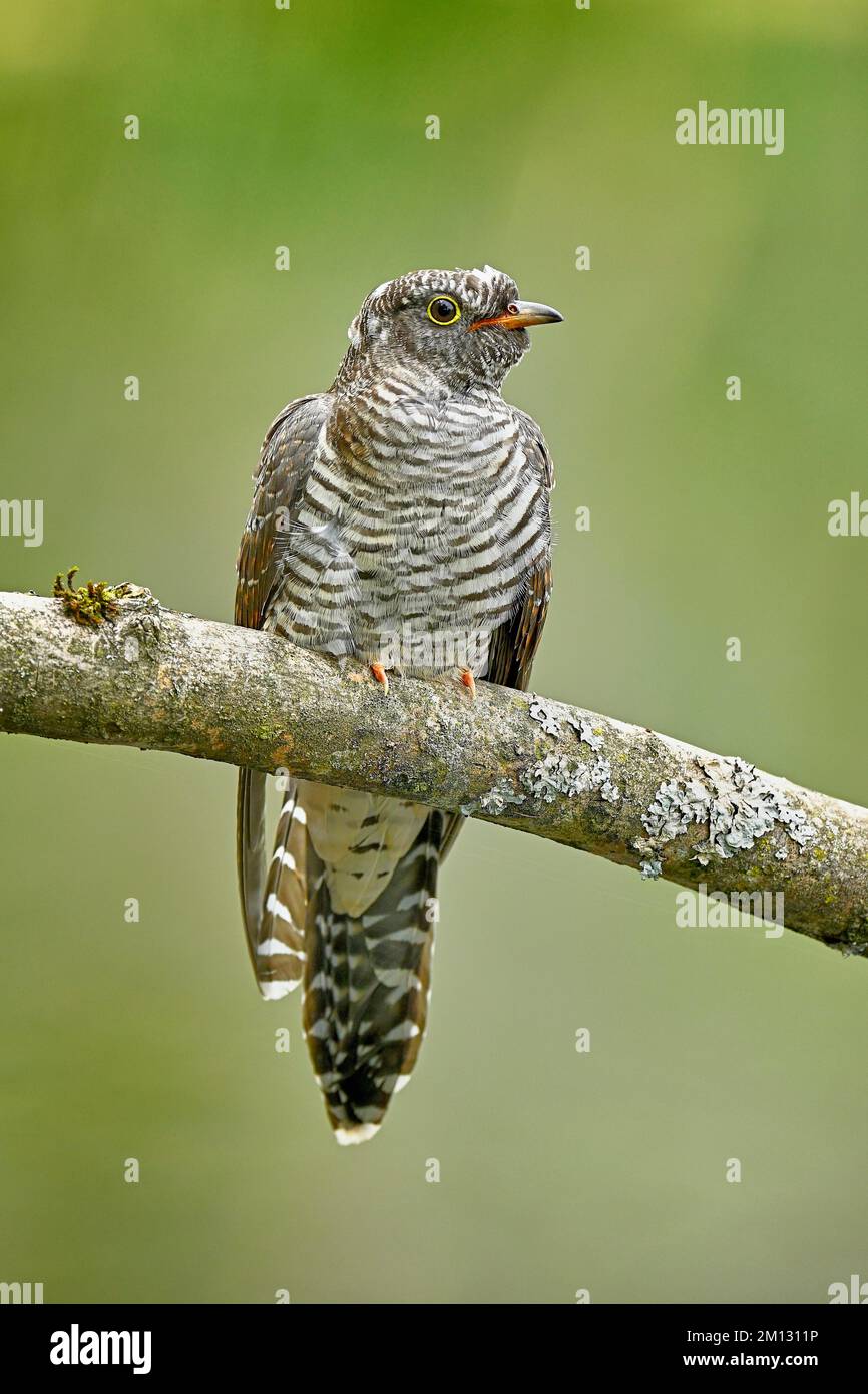 Common cuckoo (Cuculus canorus), young sitting on branch, Fanel, Canton ...