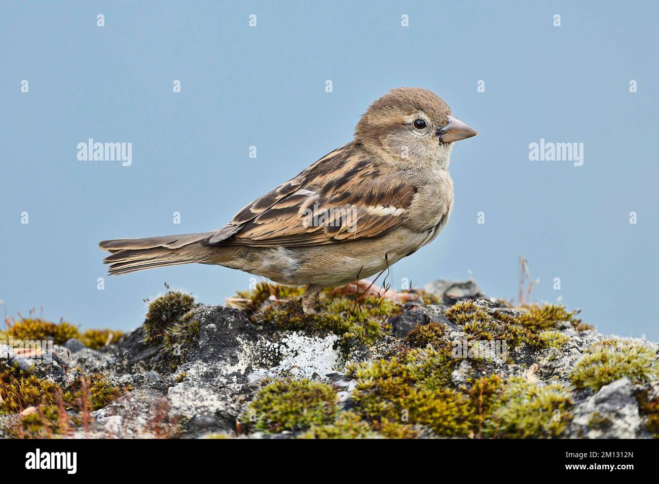 House sparrow (Passer domesticus), young bird, Switzerland, Europe ...