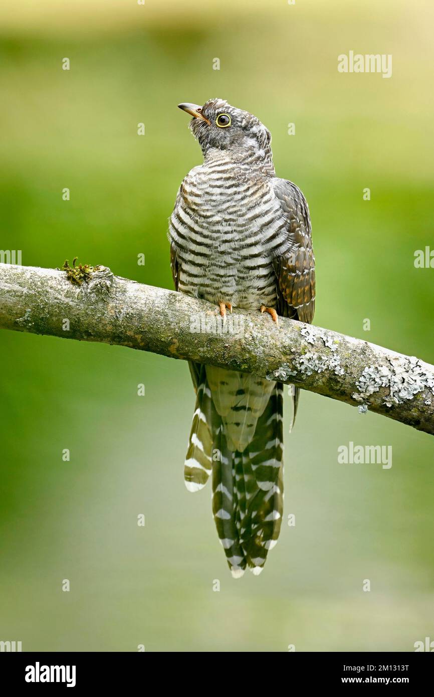 Common cuckoo (Cuculus canorus), young sitting on branch, Fanel, Canton ...