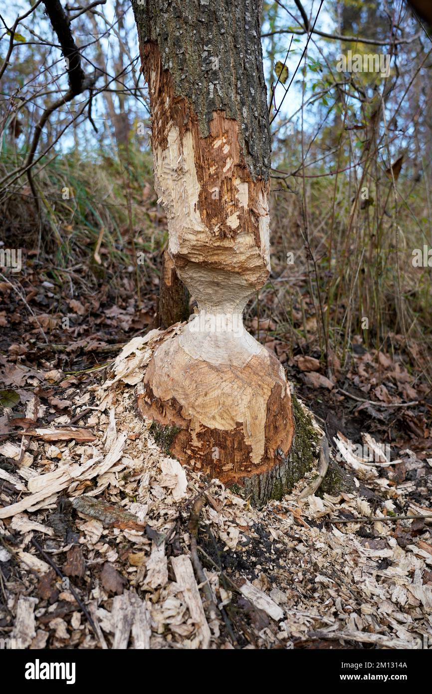 Beaver damage on the inn hi-res stock photography and images - Alamy