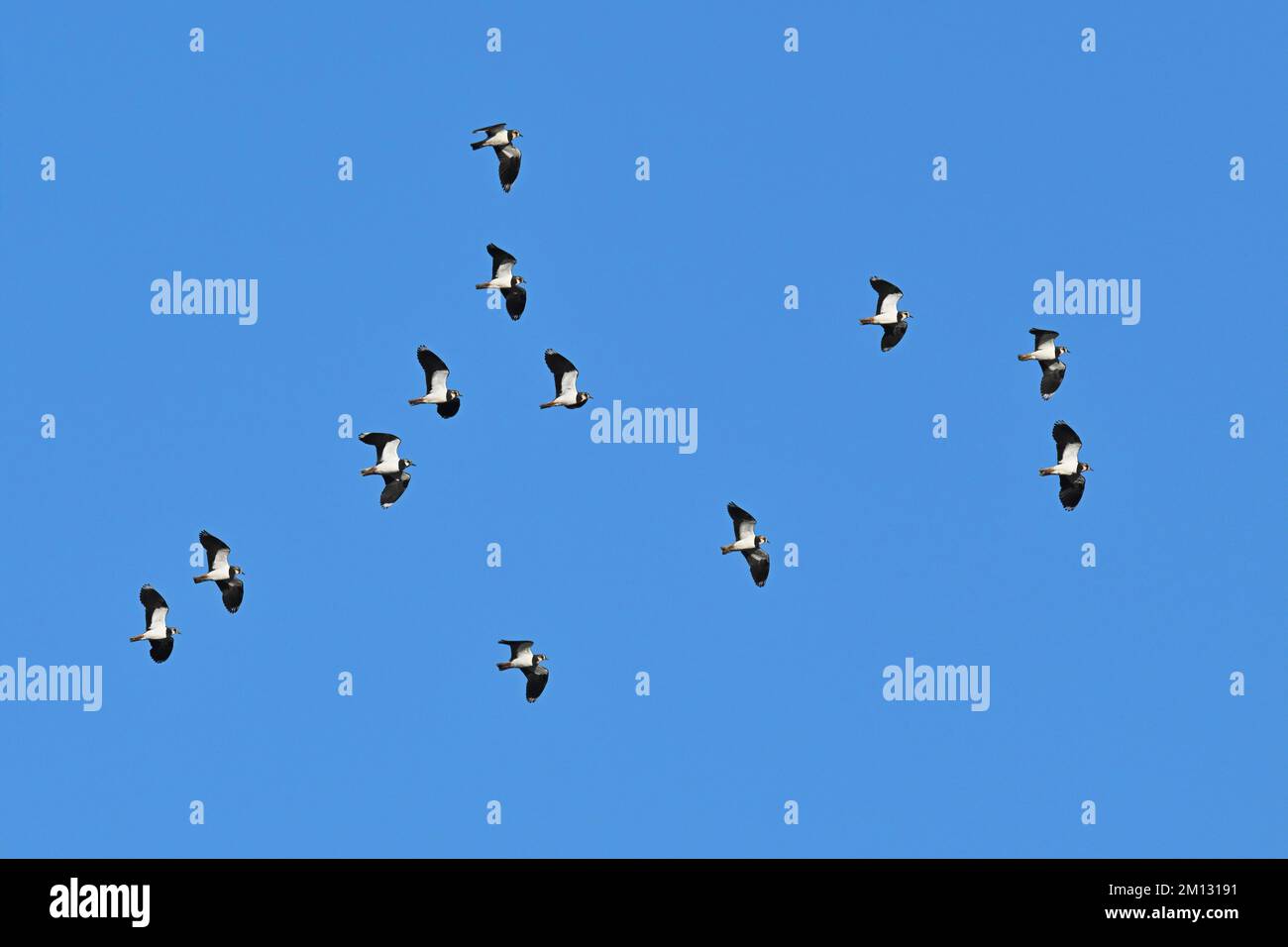 Lapwing group flight hi-res stock photography and images - Alamy