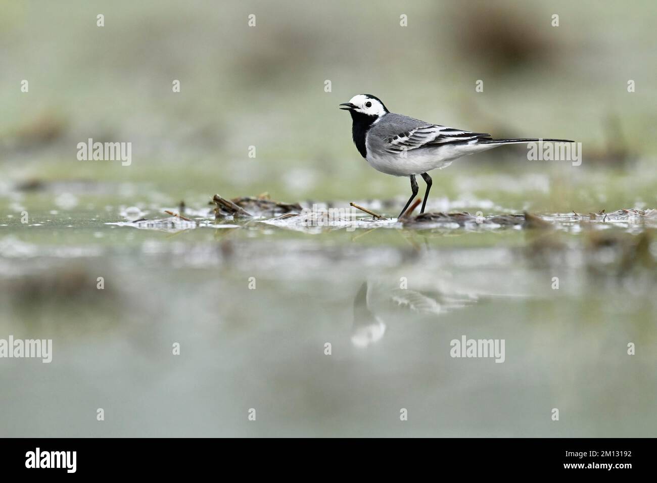 White wagtail (Motacilla alba), reflected in shallow water, Switzerland ...