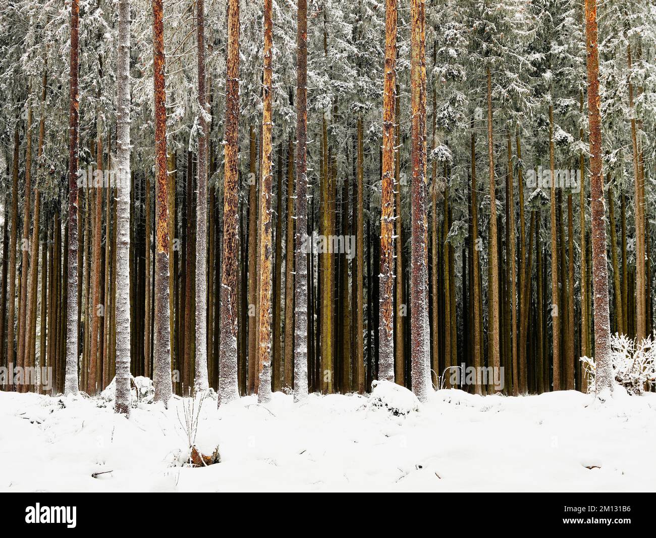 Dead spruce, after infestation and feeding by the european spruce ...
