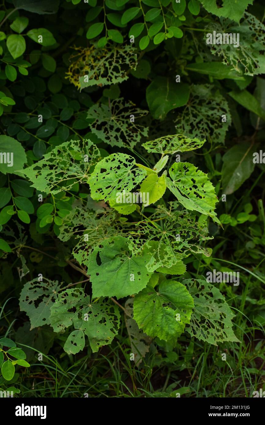 Perforated leaves hi-res stock photography and images - Alamy