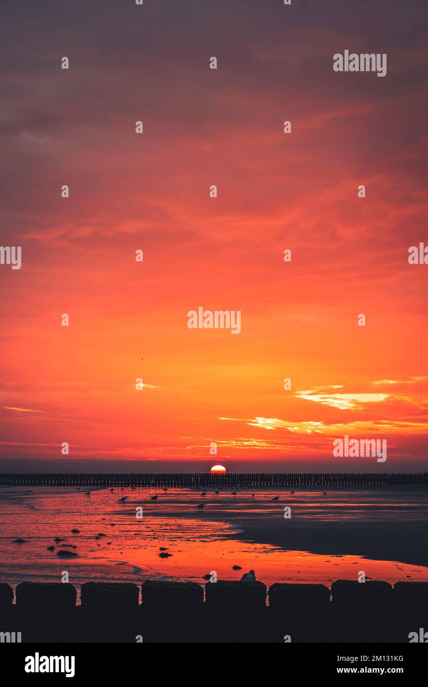 Red sky at sunrise on North Sea, groynes and sea birds in foreground ...