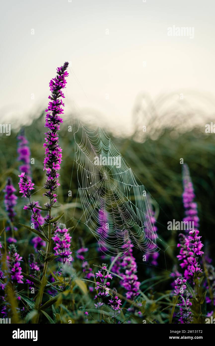 Blood spider hi-res stock photography and images - Alamy