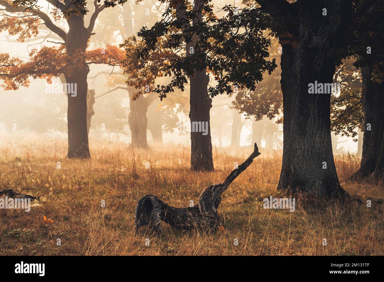 Old oak trees in the nature reserve Dönche in Kassel, autumnal ...