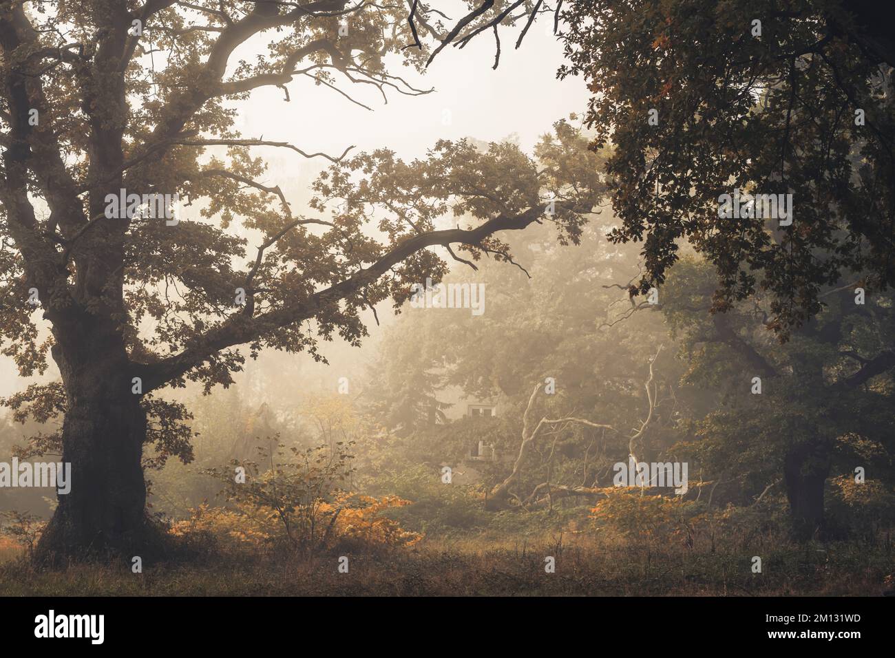 Knotted branches hi-res stock photography and images - Alamy