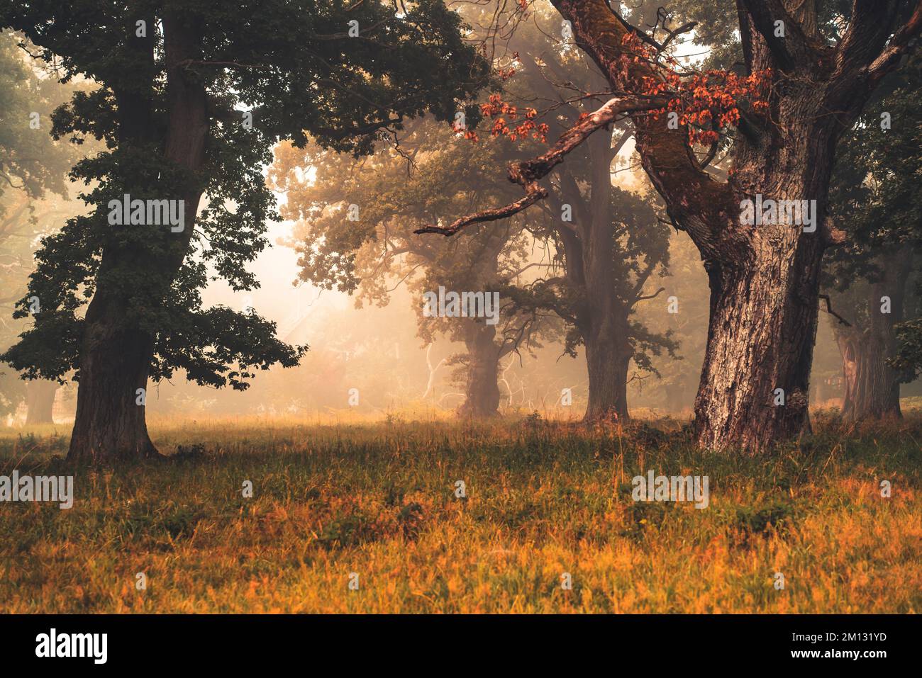 Old oak trees in the nature reserve Dönche in Kassel, autumnal ...