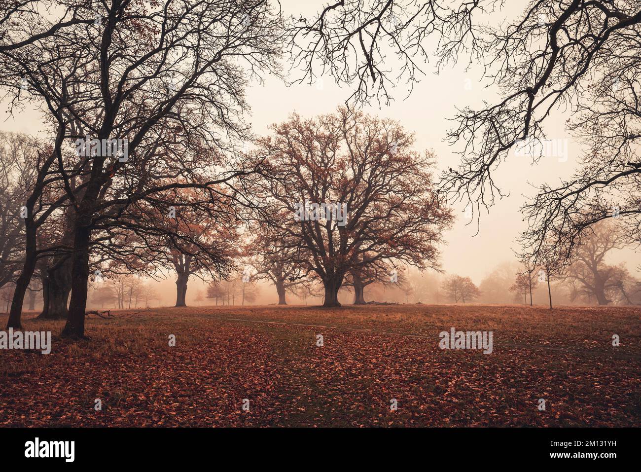 A dead oak in the foreground hi-res stock photography and images - Alamy