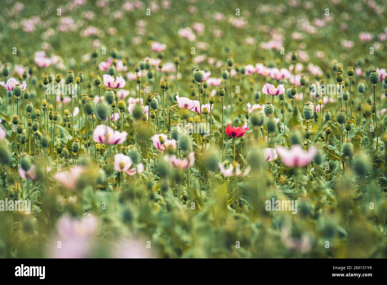 Poppy field with pink poppy flowers in sunshine, a darker flower in the ...