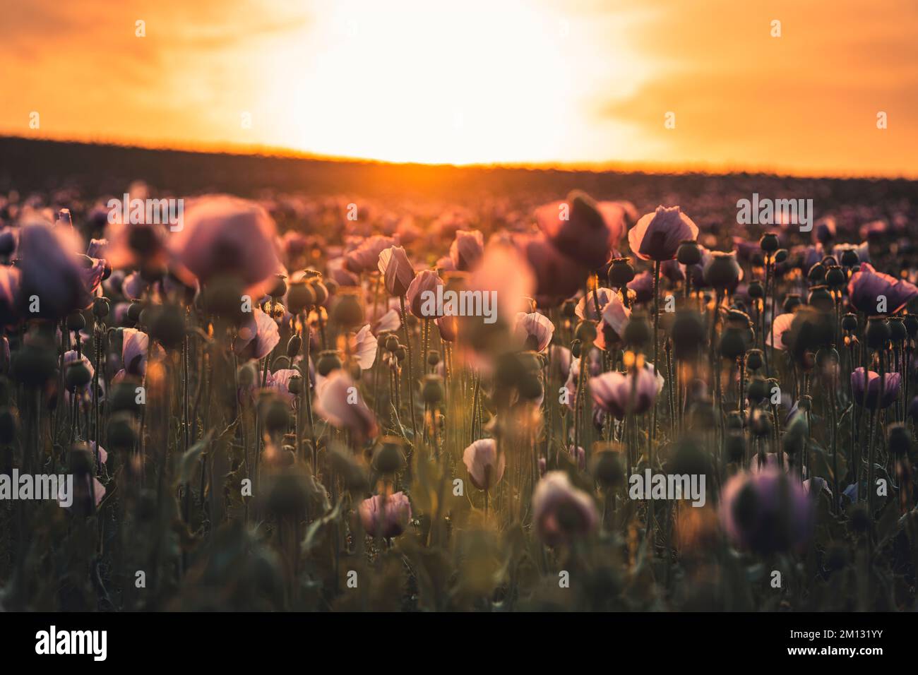 Poppy field with pink poppies in first daylight, sunrise, blurred ...