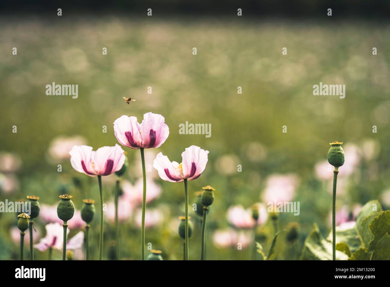 Poppy field with pink poppy flowers in sunshine, a darker flower in the ...