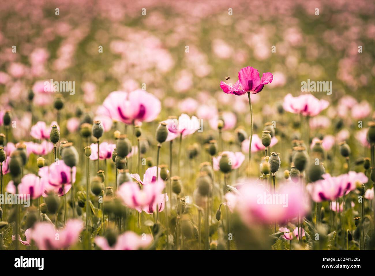 Poppy field with pink poppy flowers in sunshine, a darker flower in the ...