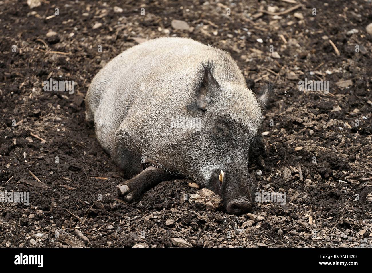 Wild boar (Sus scrofa), wallowing, captive, Switzerland, Europe Stock ...