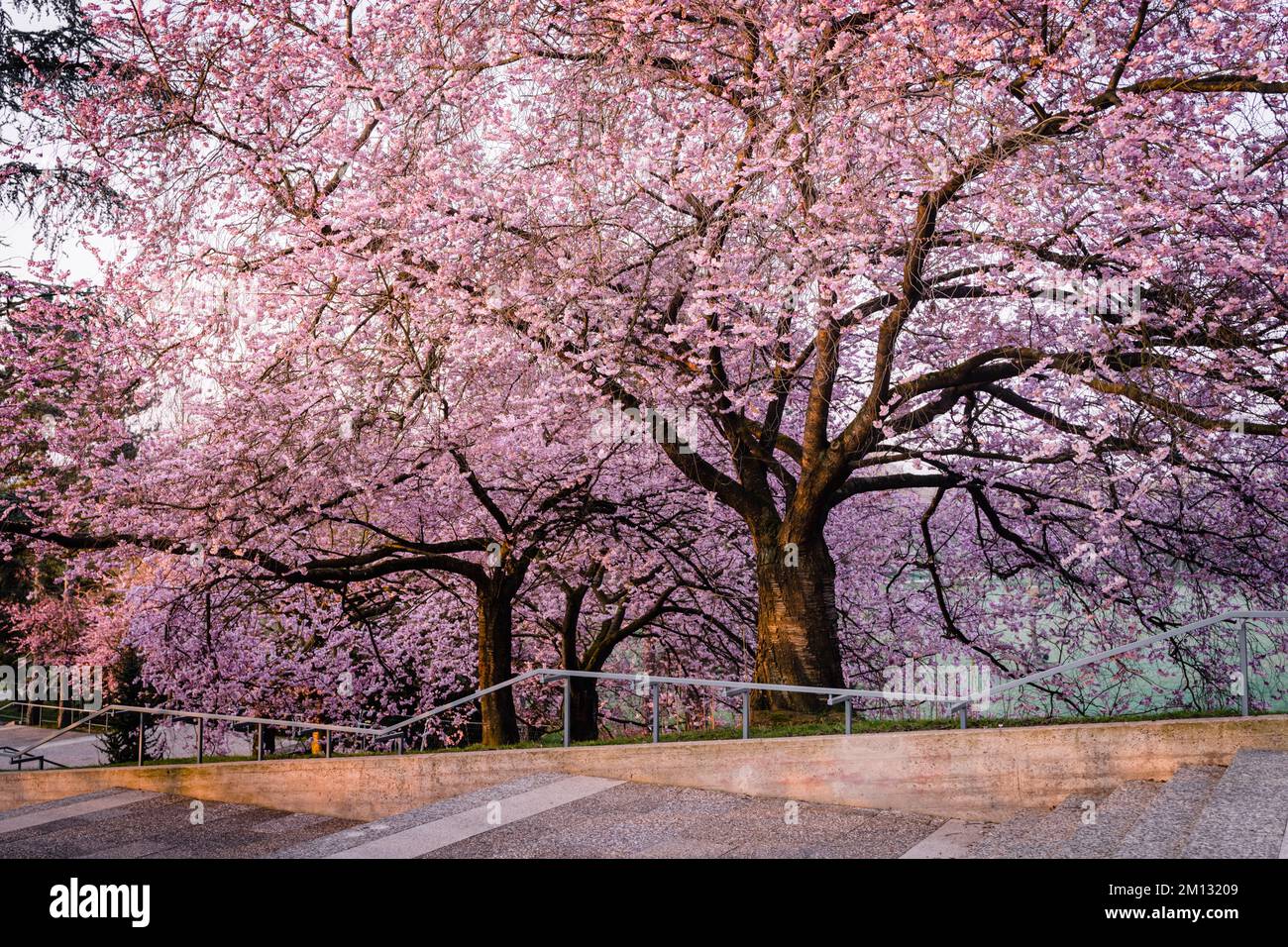 Japanese trees in bloom hi-res stock photography and images - Alamy