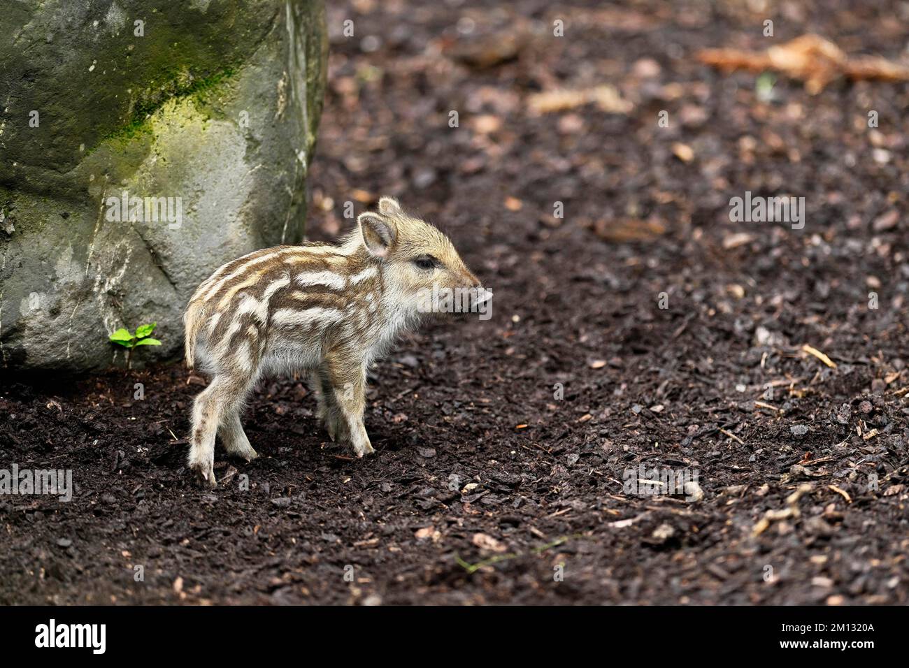 Wild boar, fresh boar, captive, Switzerland, Europe Stock Photo - Alamy