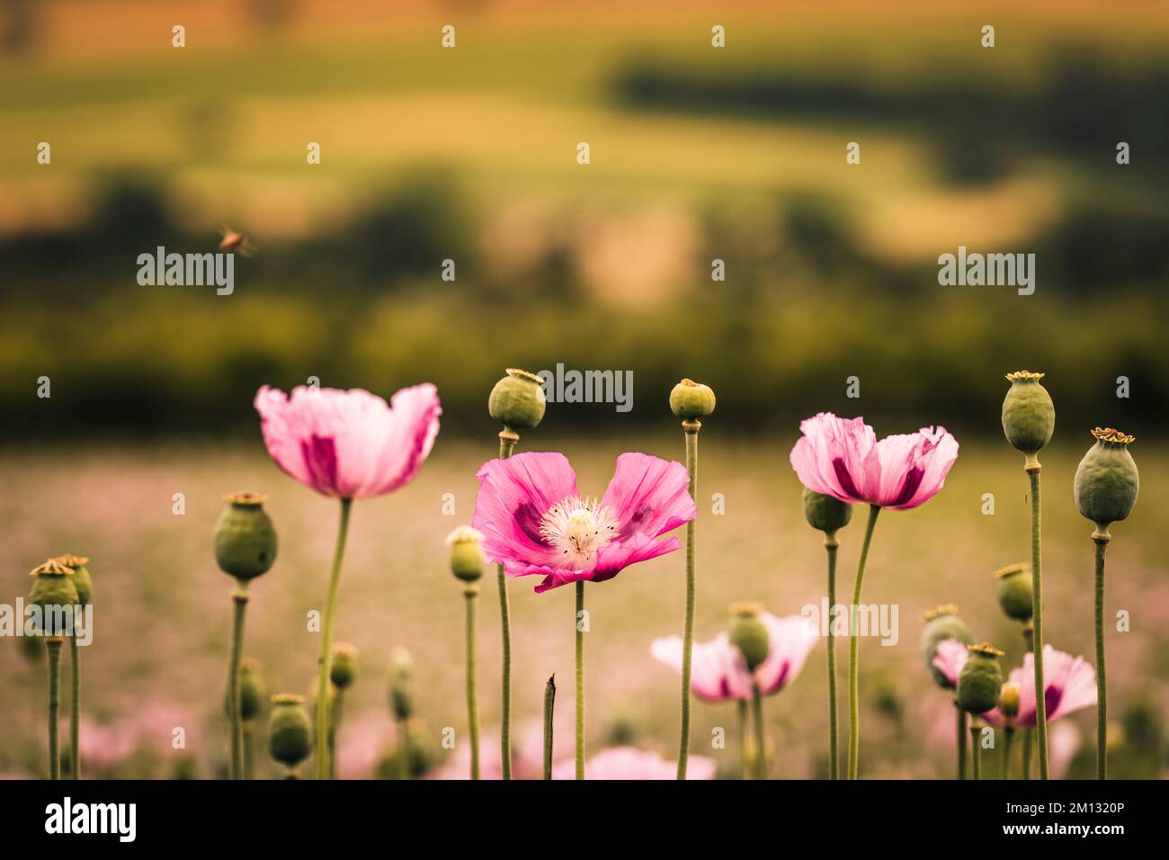 Poppy field with pink poppy flowers in sunshine, close up of single ...