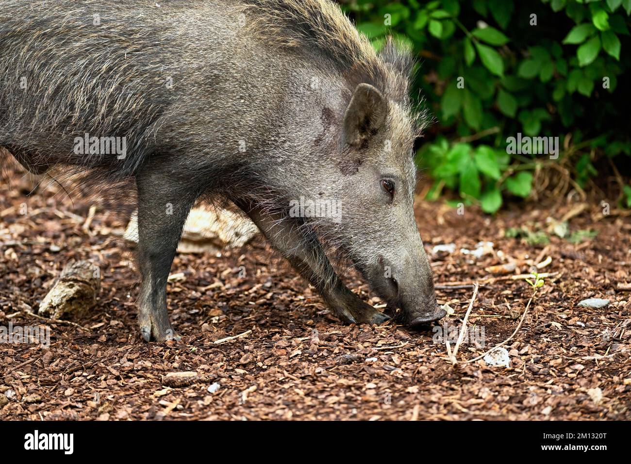 Wild boar, captive, Switzerland, Europe Stock Photo - Alamy