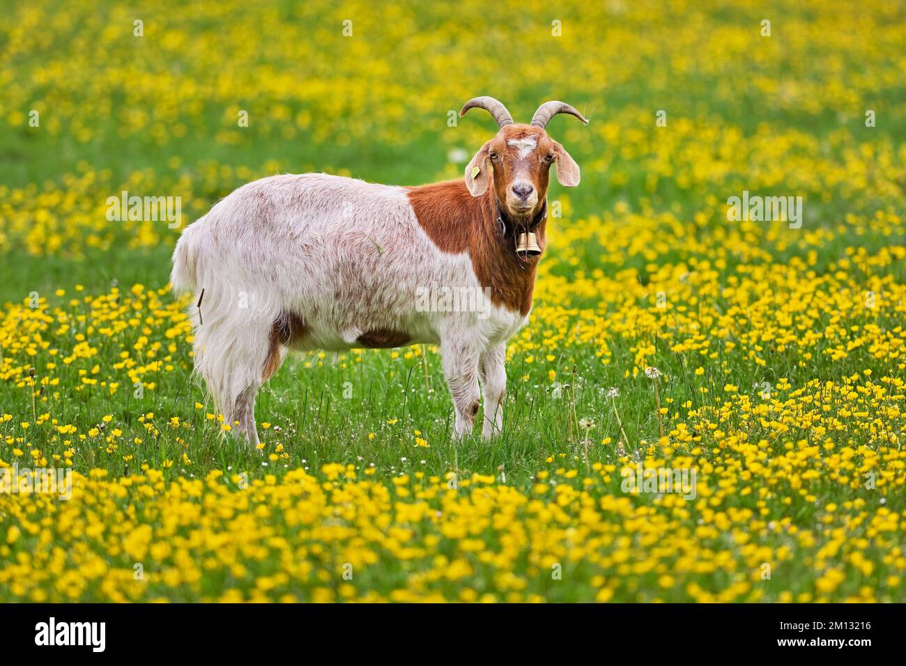 Domestic goat (Capra aegagrus hircus), standing on field of flowering ...