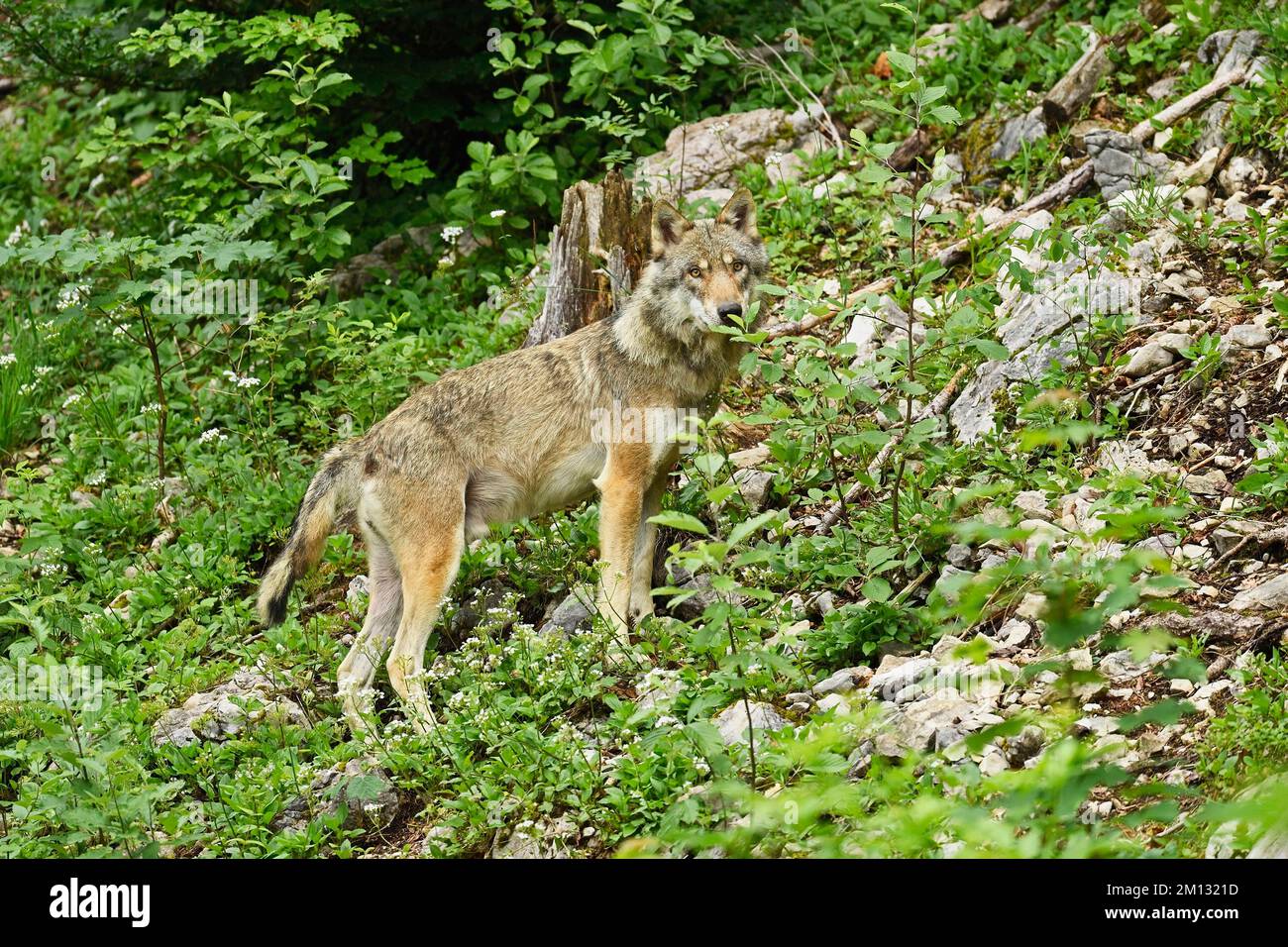 Gray wolf (Canis lupus), adult standing in steep terrain, Captive ...