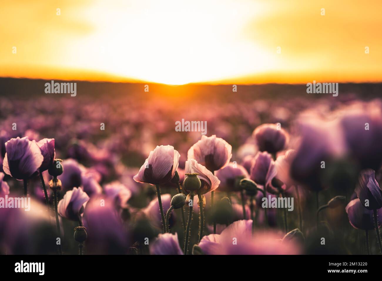 Poppy field with pink poppies in first daylight, sunrise, blurred ...