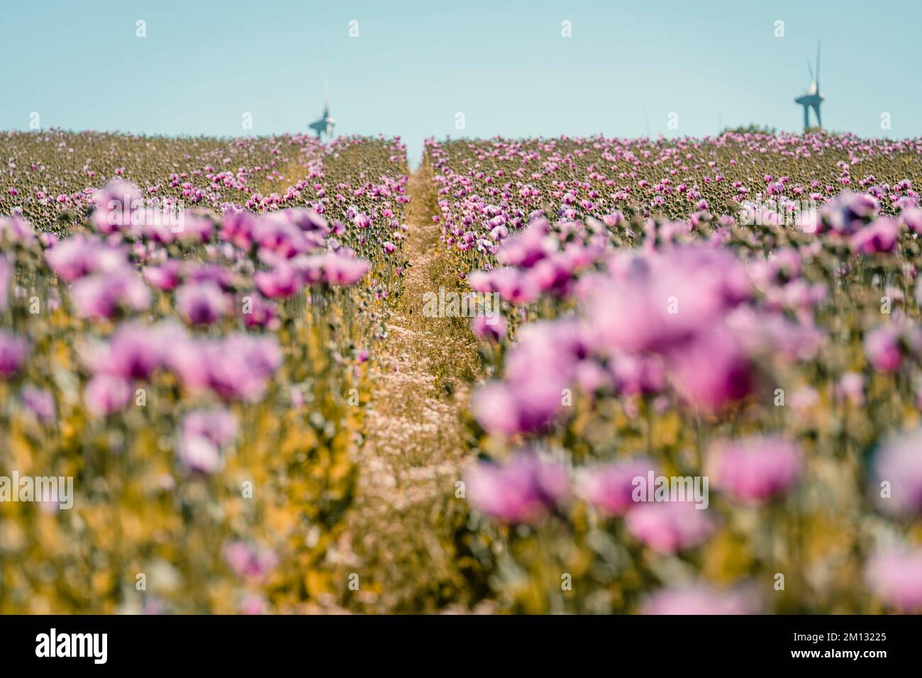 Poppy field with pink poppies in sunshine, perspective to horizon ...