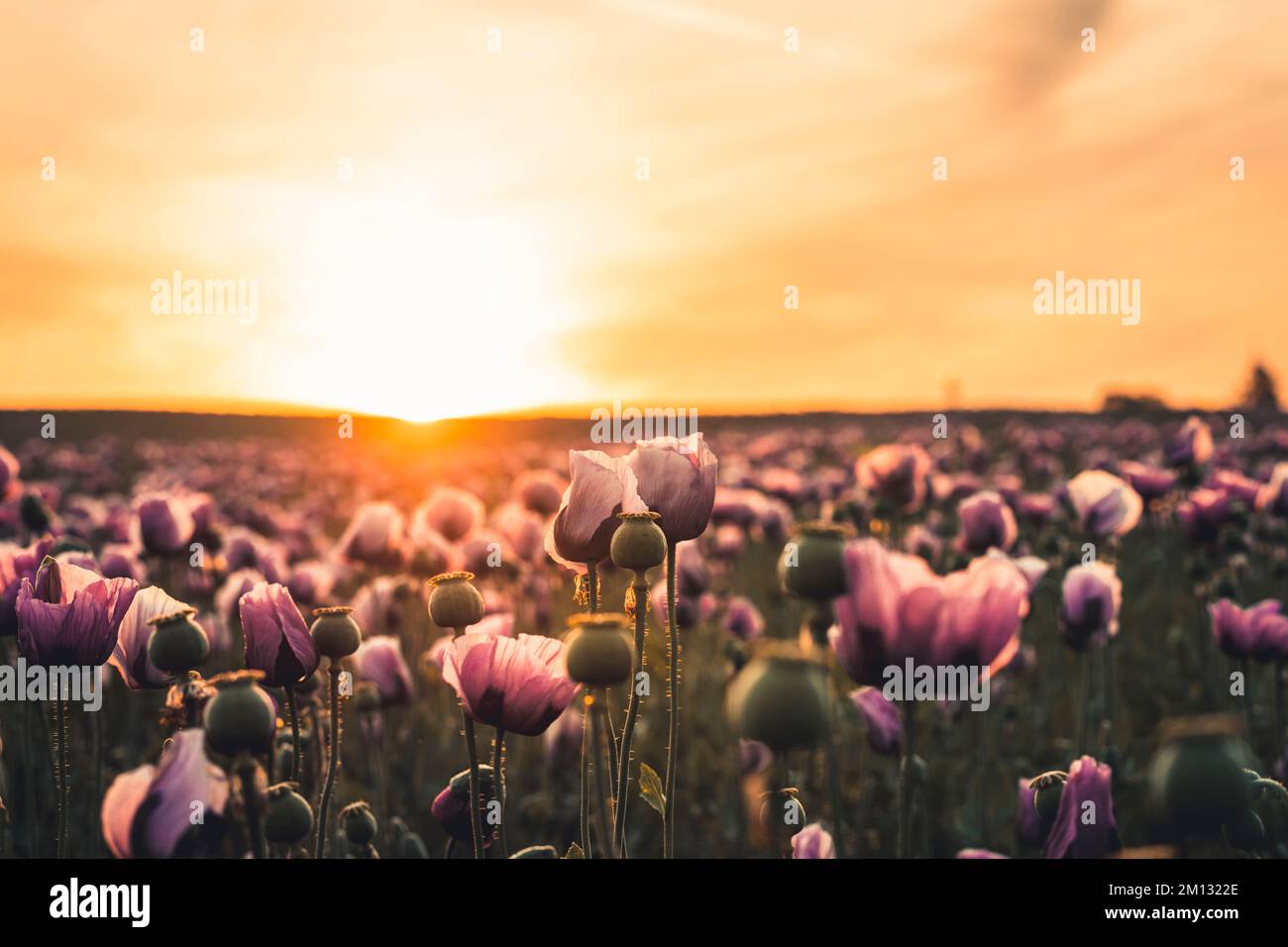 Poppy field with pink poppies in first daylight, sunrise, blurred ...