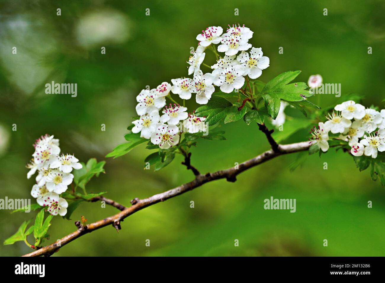 Flower of the common hawthorn (Crataegus monogyna), Switzerland, Europe ...