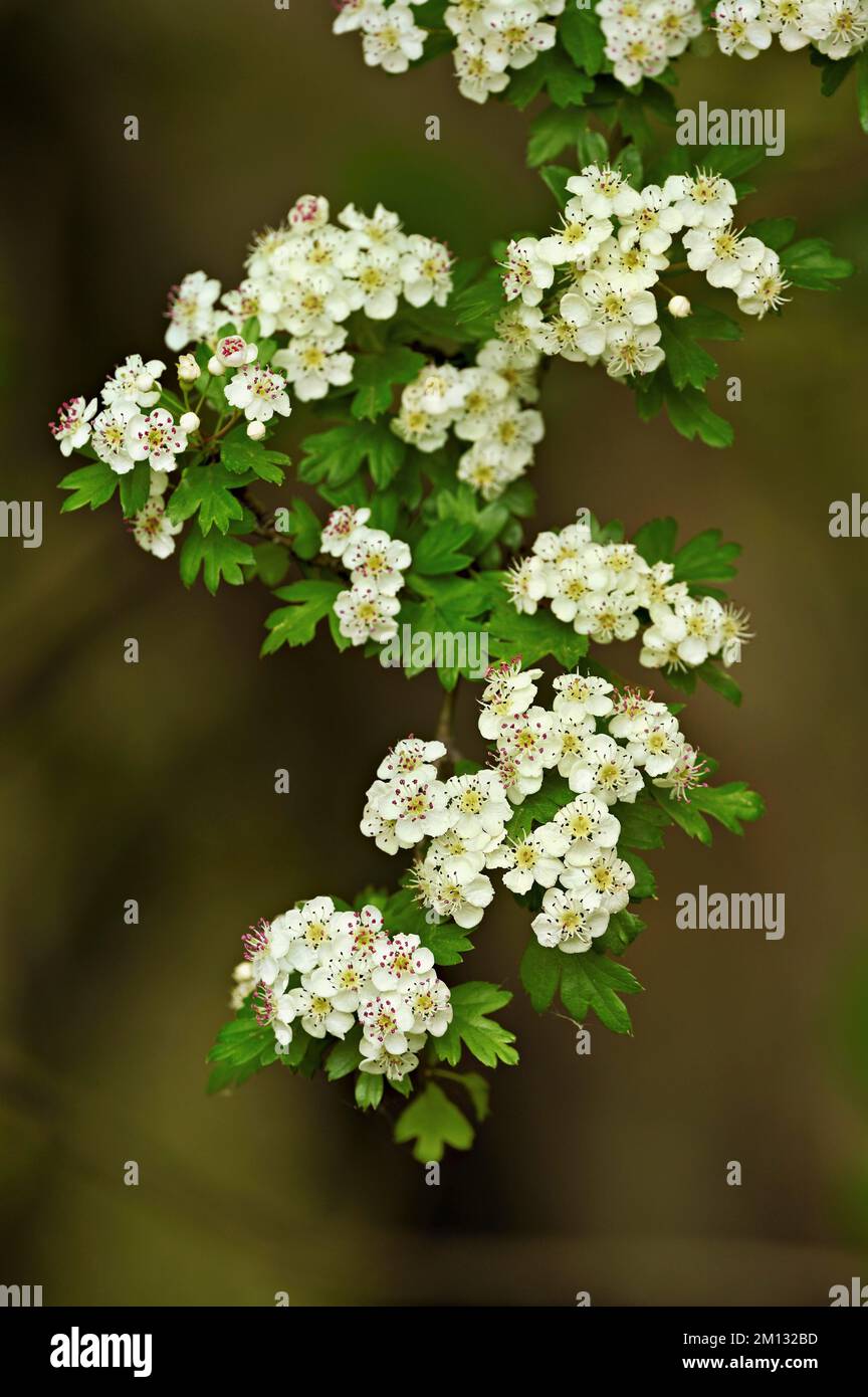 Flower of the common hawthorn (Crataegus monogyna), Switzerland, Europe ...