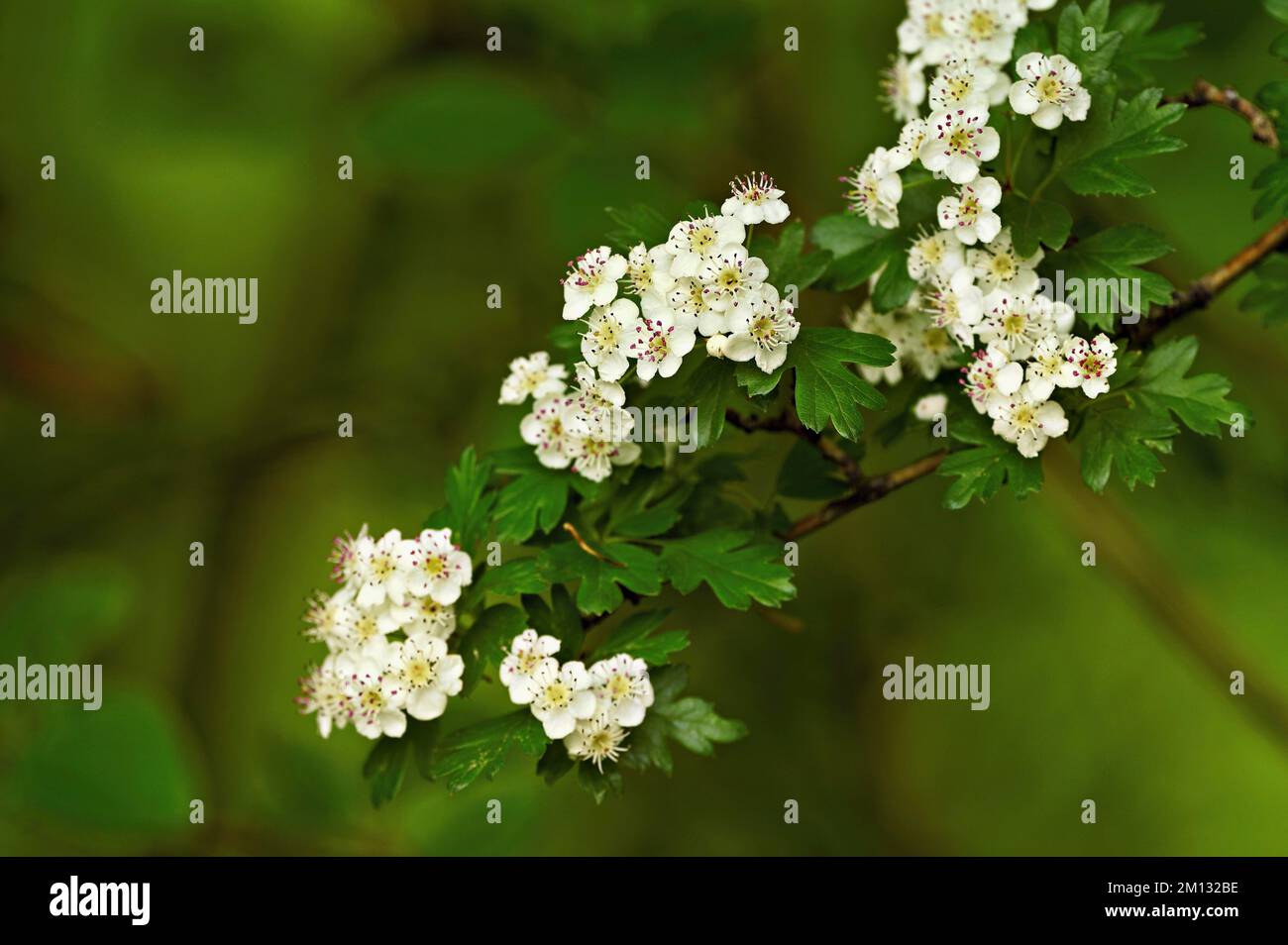 Flower of the common hawthorn (Crataegus monogyna), Switzerland, Europe ...