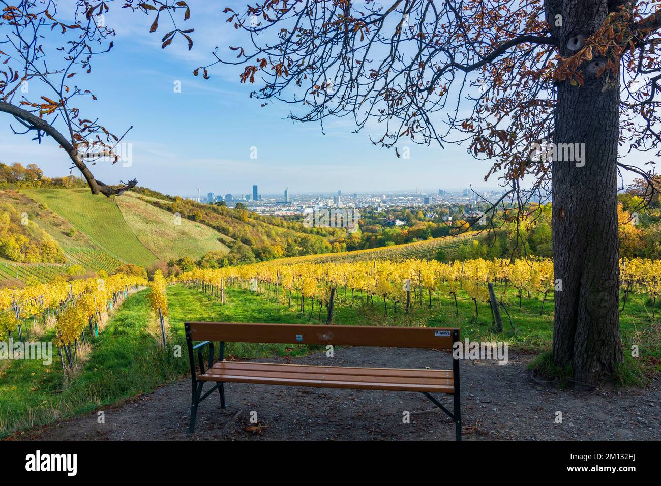 Vienna, view to Vienna city center from place Wildgrube, vineyard ...