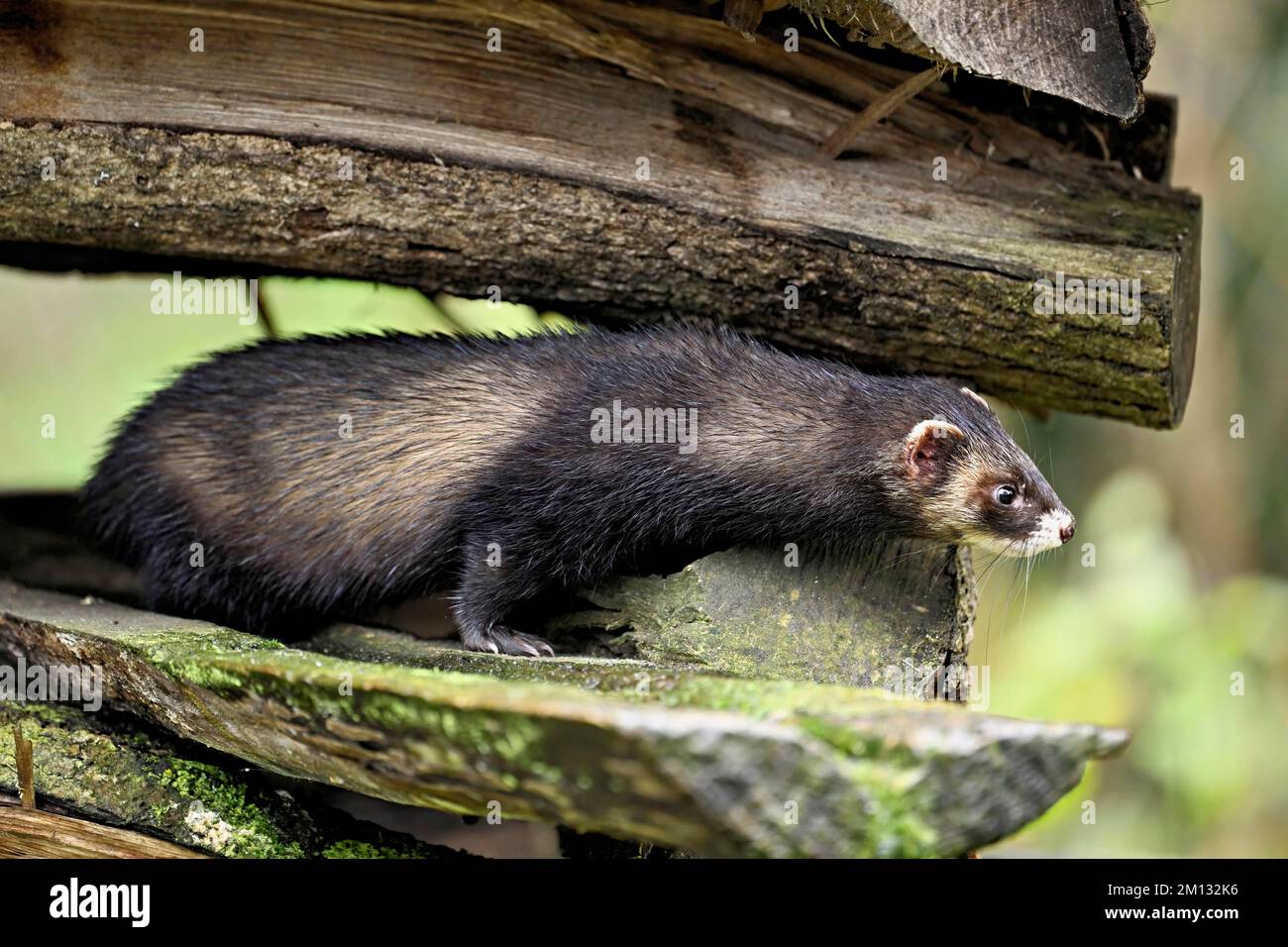European polecat (Mustela putorius) also called ferret, sitting on wood ...
